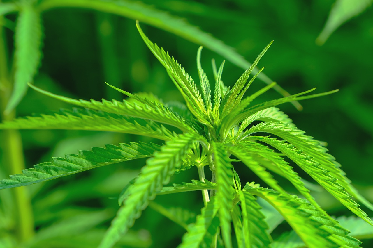 Visiting Nimbin in Australia - Weed Seeds Australia